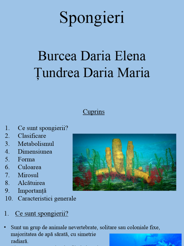 Spongieri | PDF
