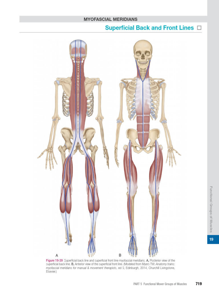 Myofascial Meridian Muscle Groups | PDF | Arm | Anatomical Terms Of ...