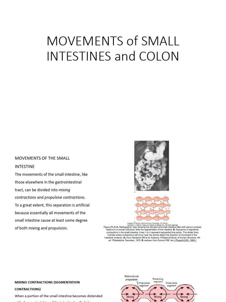 Functions of Small Intestine & Colon | PDF | Gastrointestinal Tract ...