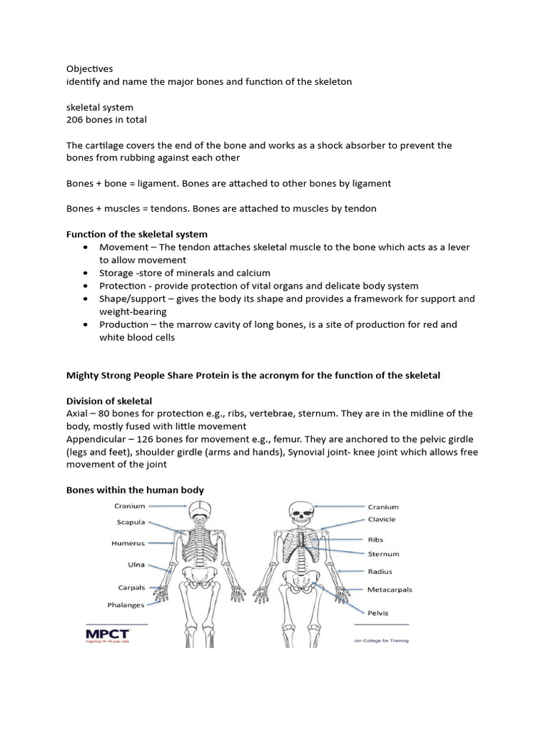Skeleton. A&P | PDF | Pelvis | Vertebral Column