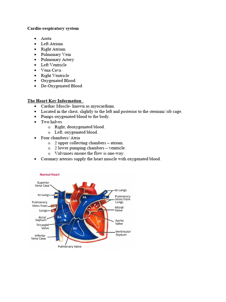 Cardio-Respiratory System A&P | PDF | Heart | Atrium (Heart)