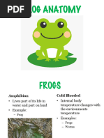 External Anatomy of the Frog | PDF | Vertebra | Peritoneum
