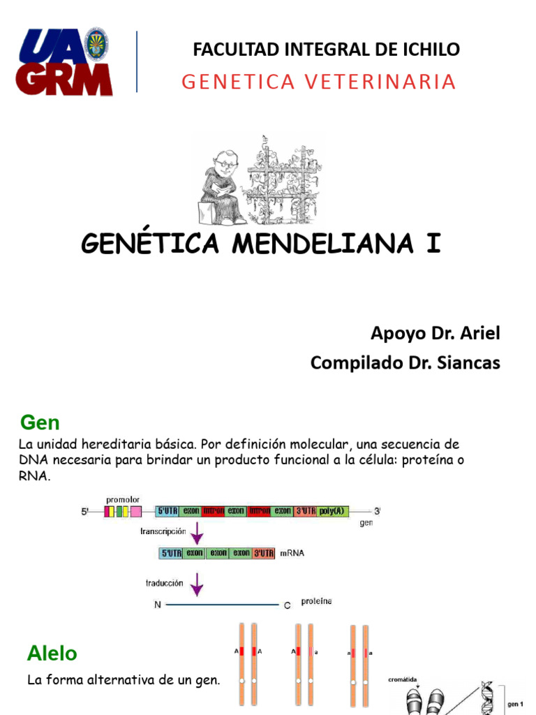 Genetica Mendeliana I | PDF | Dominancia (Genética) | Alelo