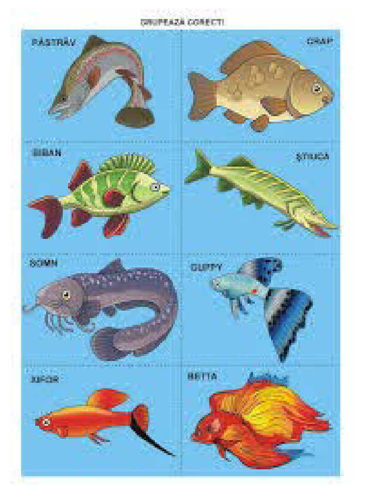 Imagini Cu Pesti | PDF