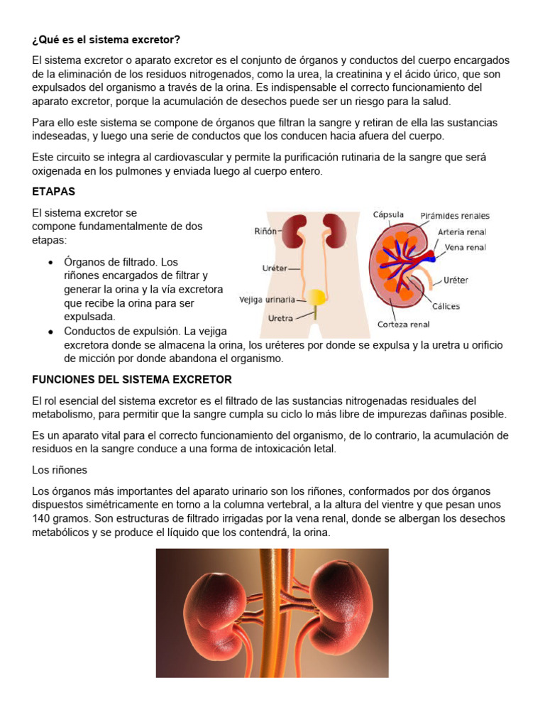 Qué Es El Sistema Excretor | PDF | Sistema urinario | Orina