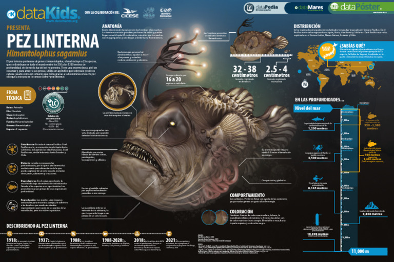 Anatomía y Hábitat del Pez Linterna | PDF | océano Pacífico | Depredación