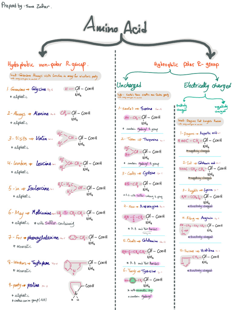 20 Amino Acids | PDF