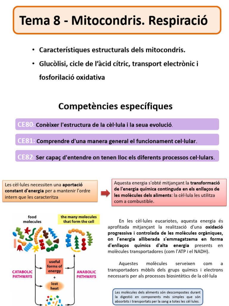 Tema8 Mitocondris - Respiració | PDF
