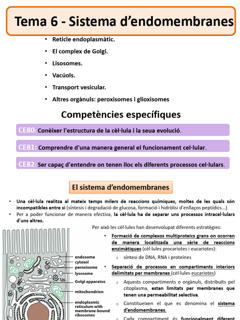 Tema6 - Sistema Dendomembranes | PDF