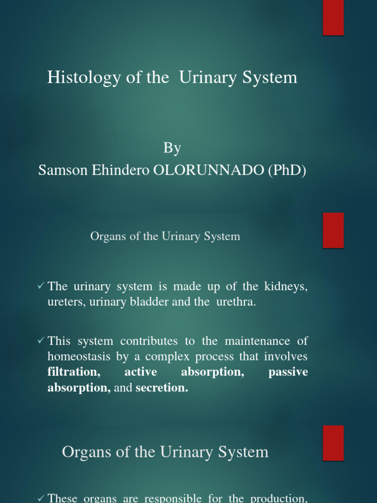 The Urinary System | PDF | Kidney | Epithelium