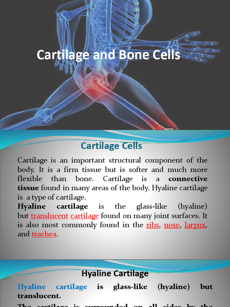 Cartilage and Bone Cell Structure | PDF | Cartilage | Bone