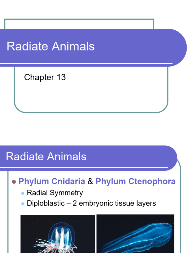 Radiate Animals | PDF | Coral Reef | Aquatic Organisms