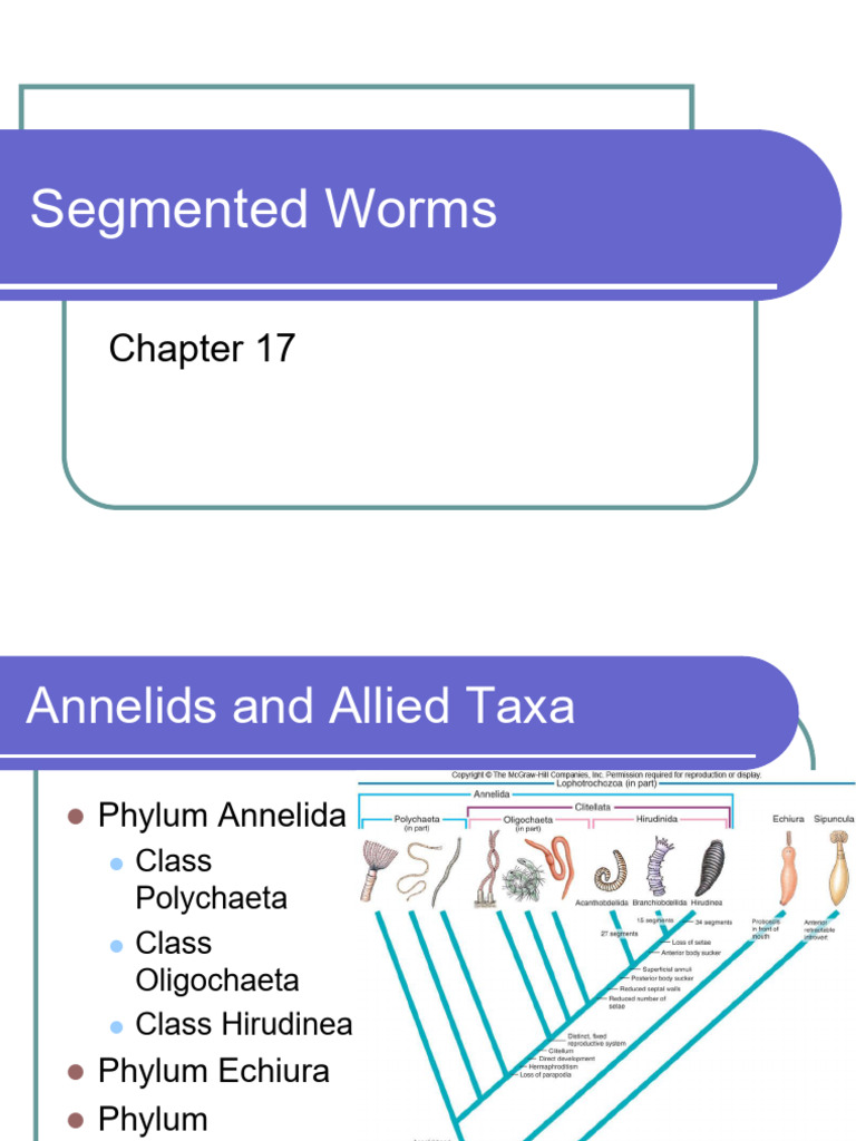 Segmented Worms | PDF | Protostomes | Biology