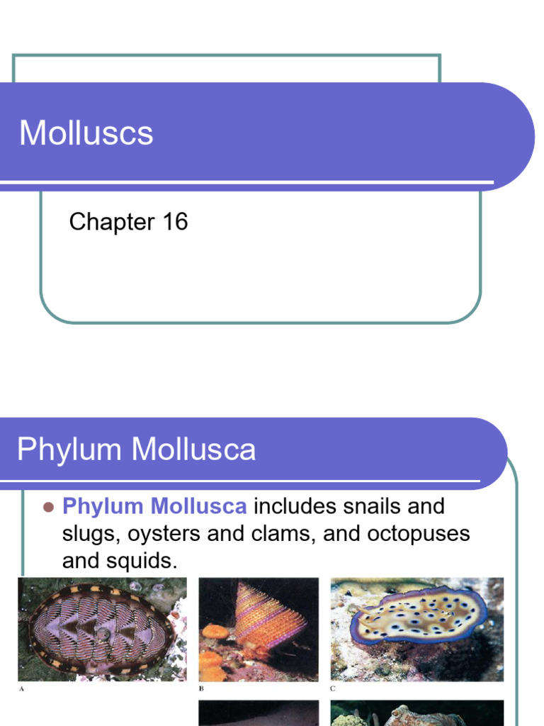 Molluscs | PDF | Mollusca | Bivalvia