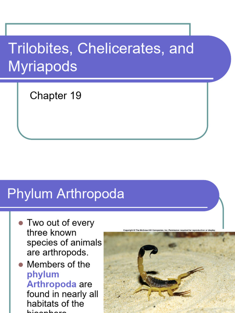 Trilobites Chelicerates and Myriapods | PDF | Spider | Hexapoda