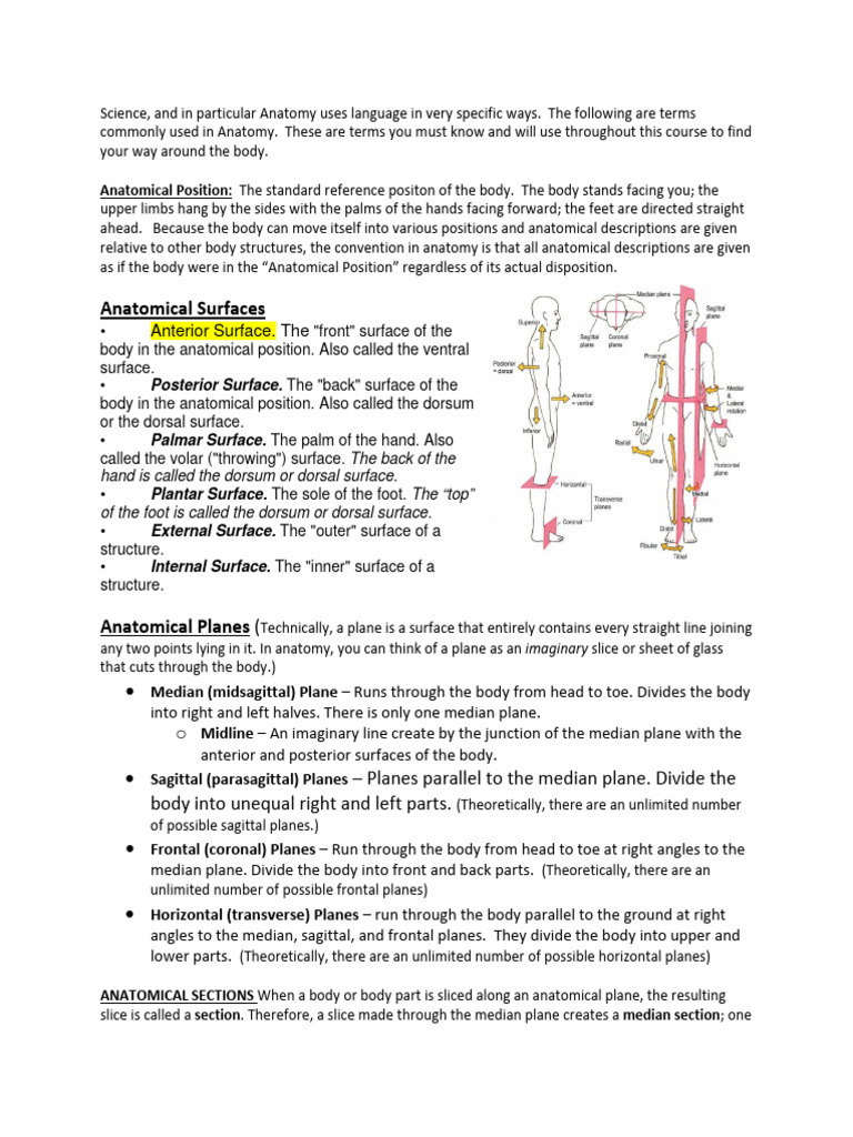 Anatomy Basics for Students | PDF | Anatomical Terms Of Location | Peritoneum
