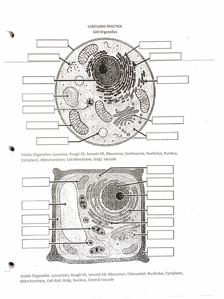 Grade 10 Cell Organelle Labelling | PDF