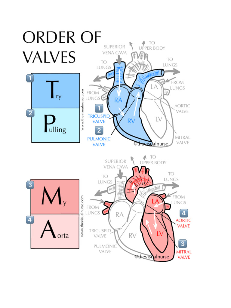 Valve Order | Download Free PDF | Heart Valve | Angiology