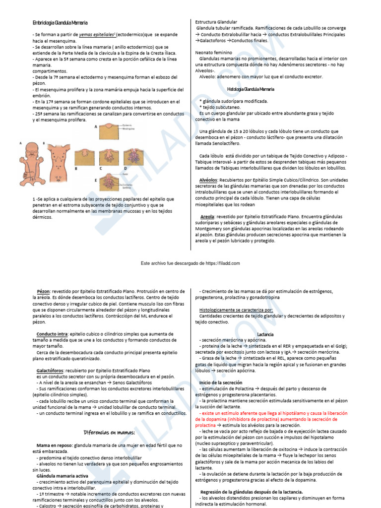Embriologia Glandula Mamaria | PDF | Pecho | Lactancia