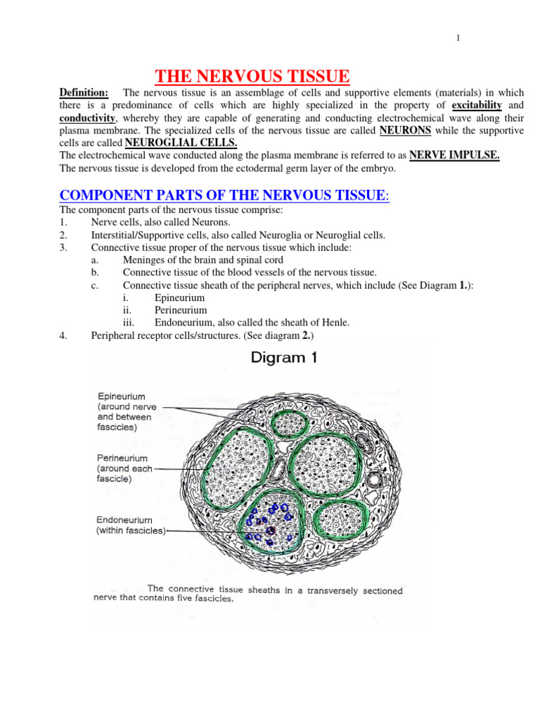 The Nervous Tissue | PDF | Neuron | Nervous System