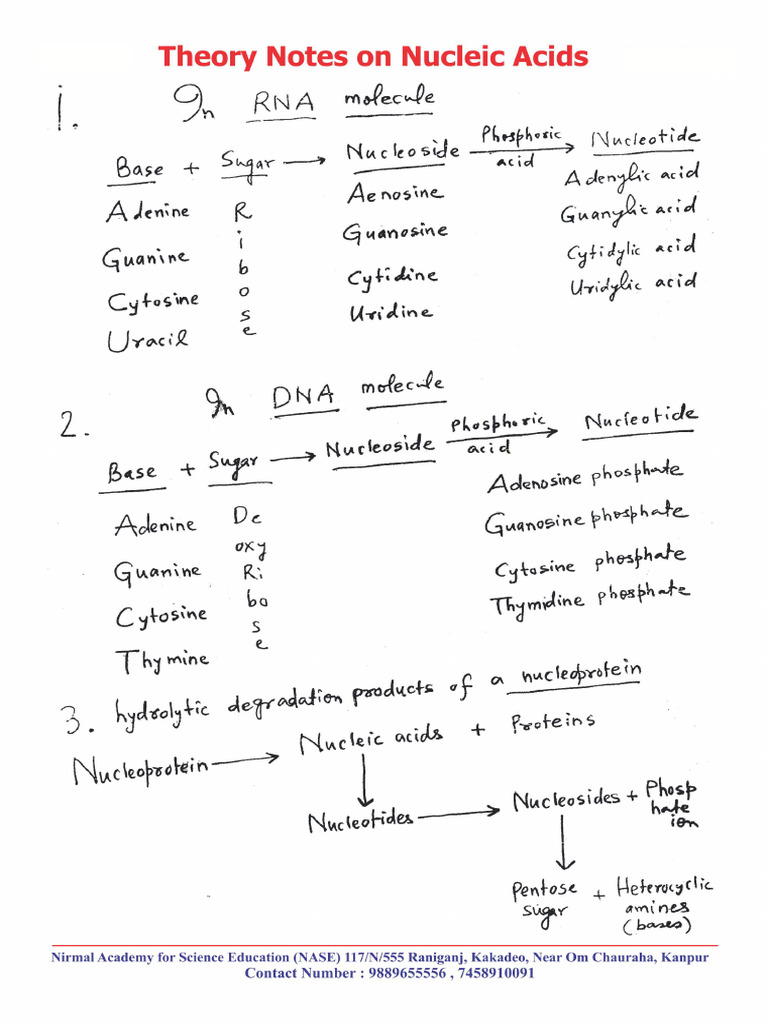 Theory Notes On Nucleic Acids | PDF