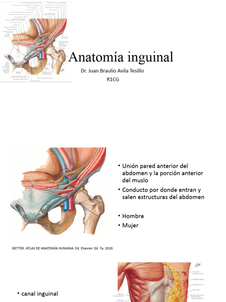 Anatomía Inguinal | PDF