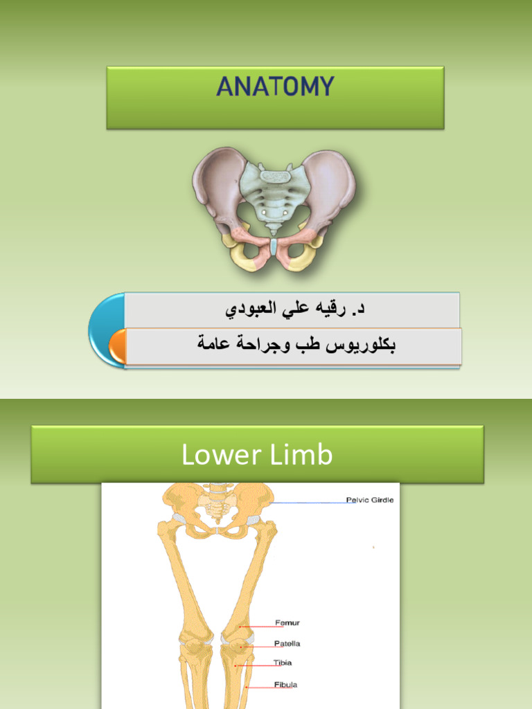 L4 Anatomy of Lower Limb | PDF