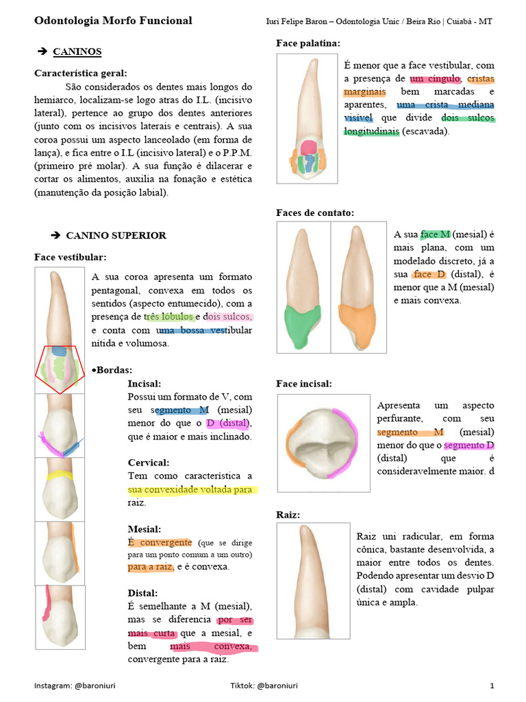 CANINOS | PDF | Dente | Anatomia dental