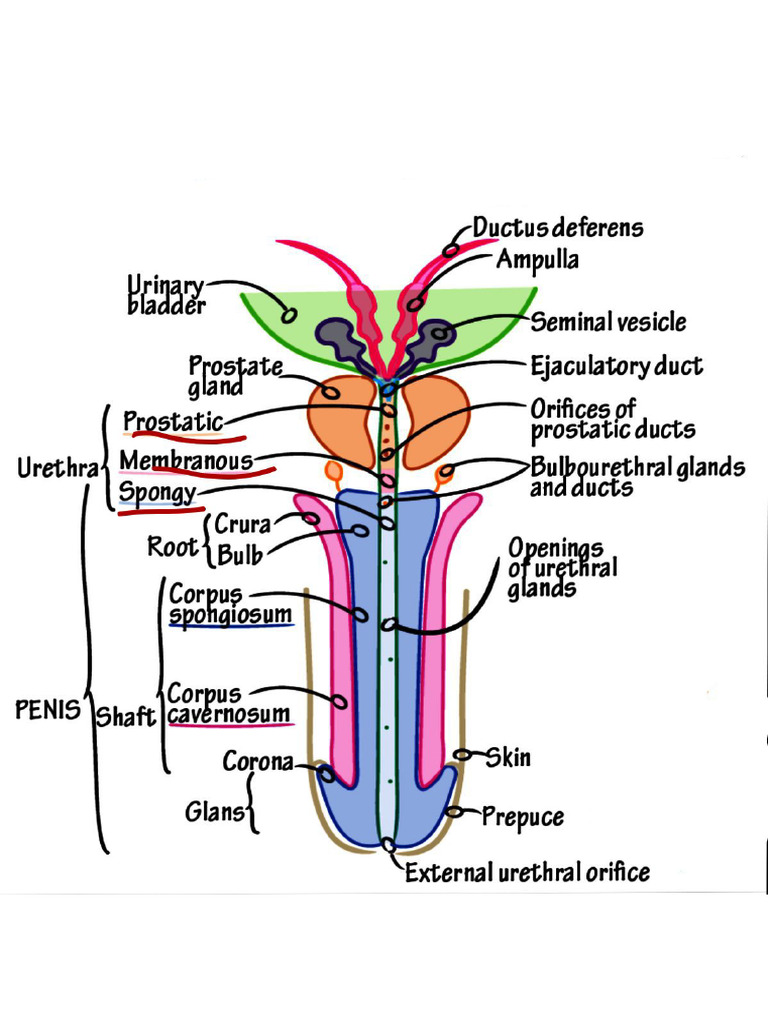 Anatomy of Penis | PDF