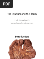 Jejunum vs Ileum: Key Differences | PDF