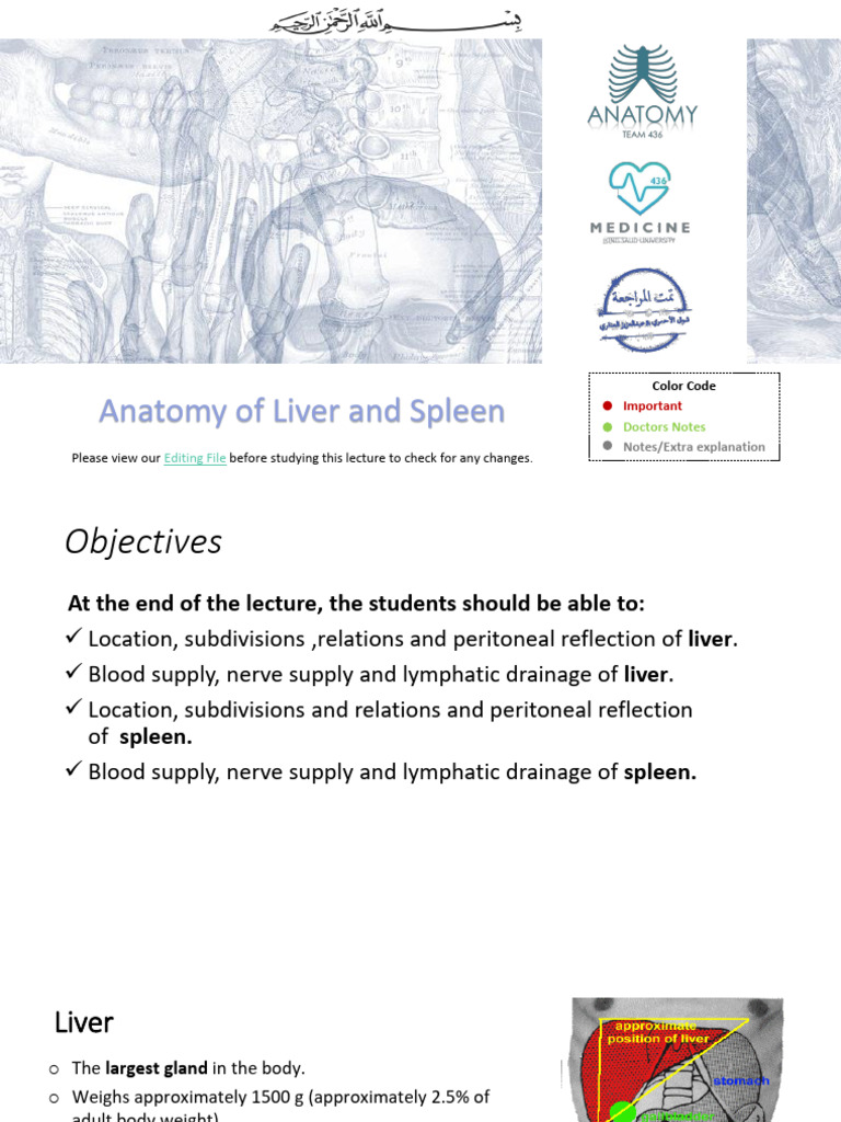 8 - Anatomy of Liver and Spleen | PDF