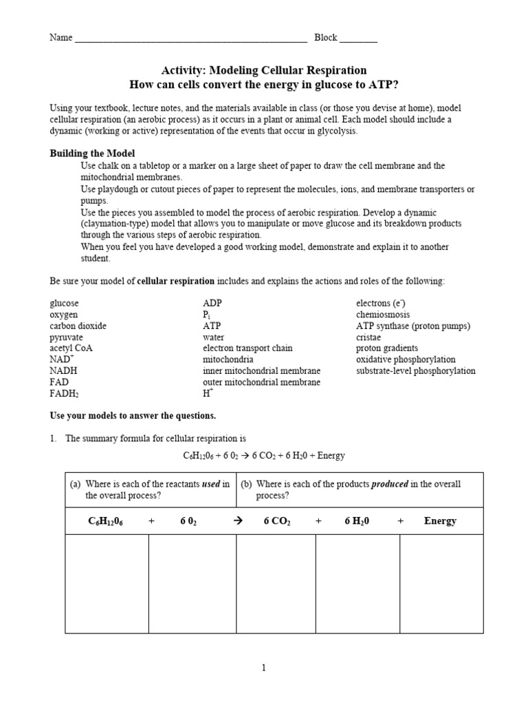 Activity Modeling Cell Respiration | PDF | Cellular Respiration | Adenosine Triphosphate