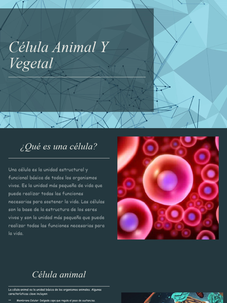 Comparación de Células Animal y Vegetal | PDF | Biología Celular) | Plantas