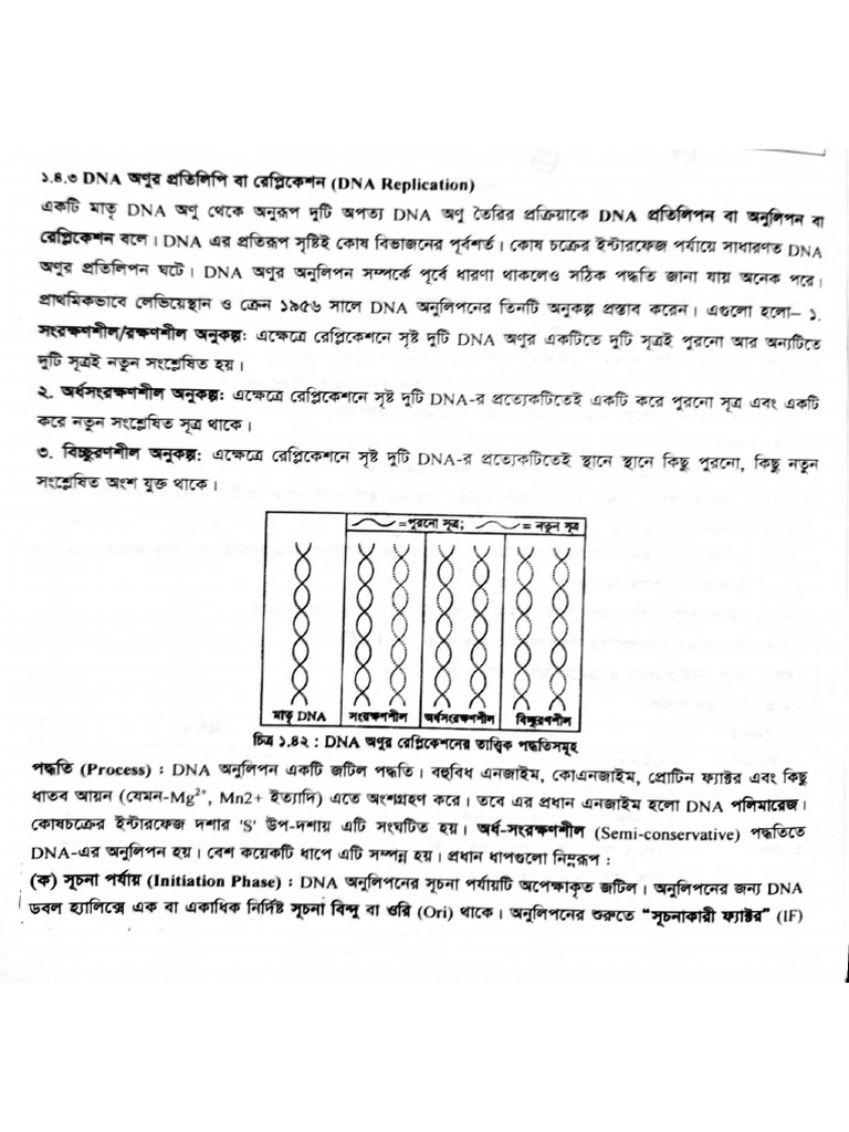 DNA Replication | PDF