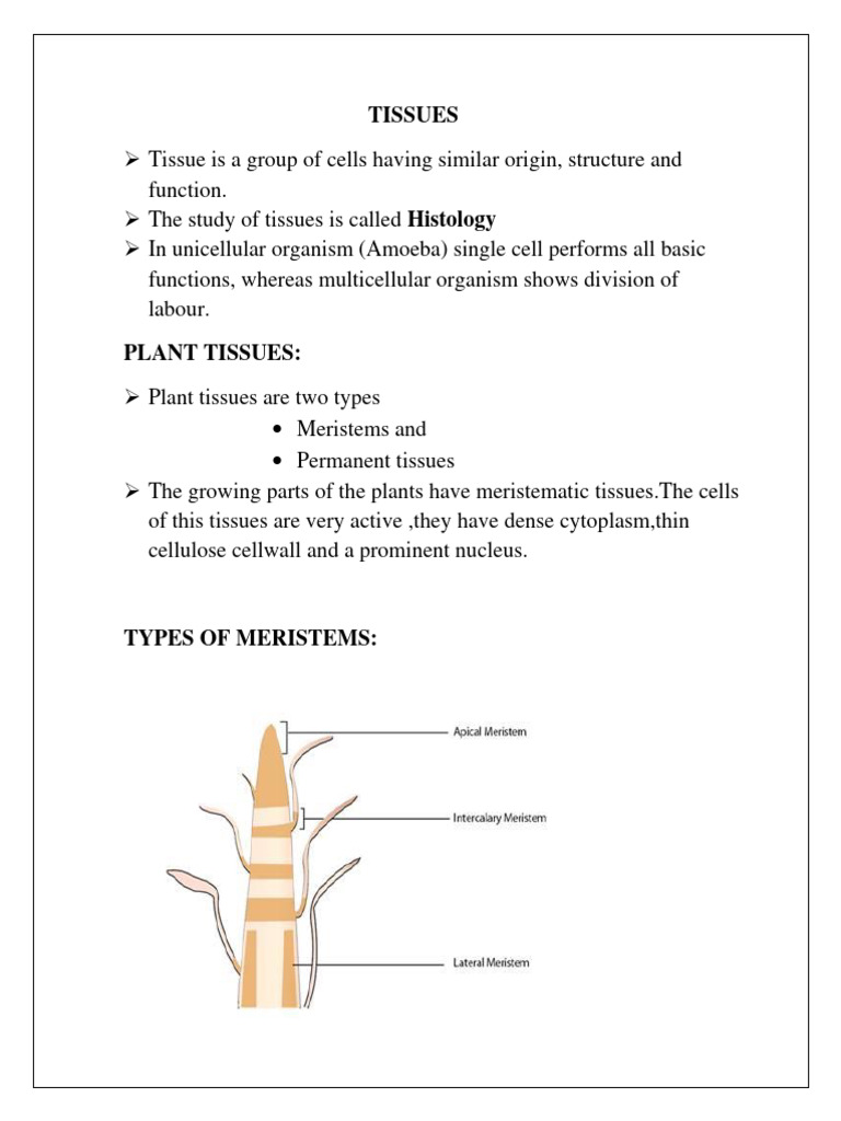 Plant Tissues | PDF | Tissue (Biology) | Plant Stem