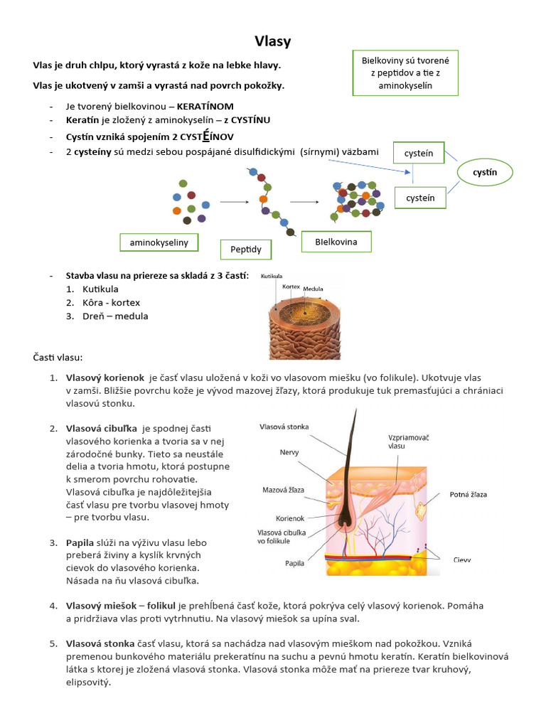 Vlas Stavba Vlasu Druhy Vlasový Komplet | PDF