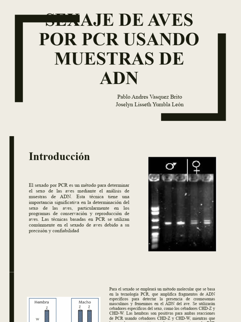 Sexaje de Aves Por PCR | PDF | Reacción en cadena de la polimerasa ...