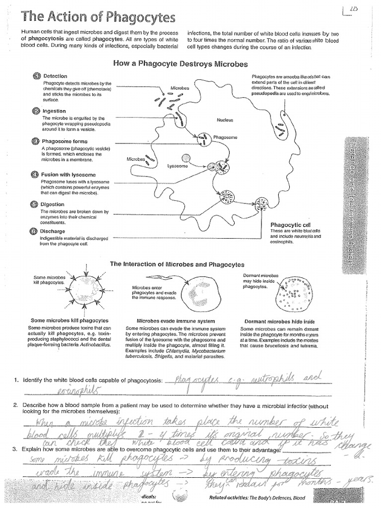 Phagocytes | PDF