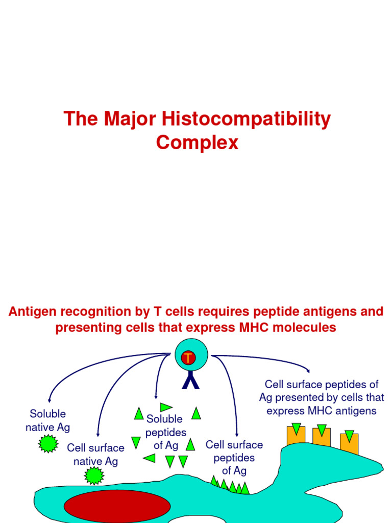 L1b MHC | PDF | T Cell | Major Histocompatibility Complex