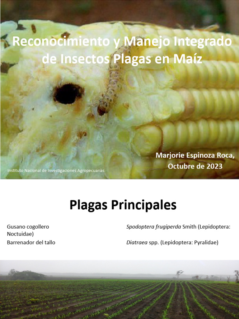 Reconocimiento y Manejo de Insectos Plagas Maíz. Iniap | PDF | Insectos ...