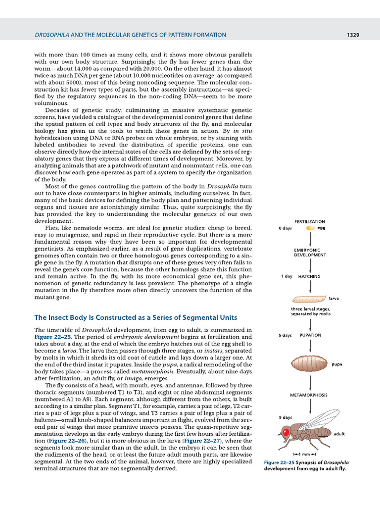 Drosophila | PDF