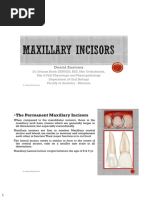 Permanent Maxillary Lateral Incisor Guide | PDF | Dentistry | Dental ...