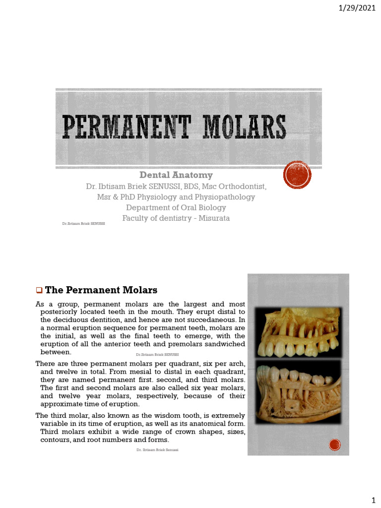 Maxillary and Mandibular Molars | PDF | Dental Anatomy | Dentistry Branches