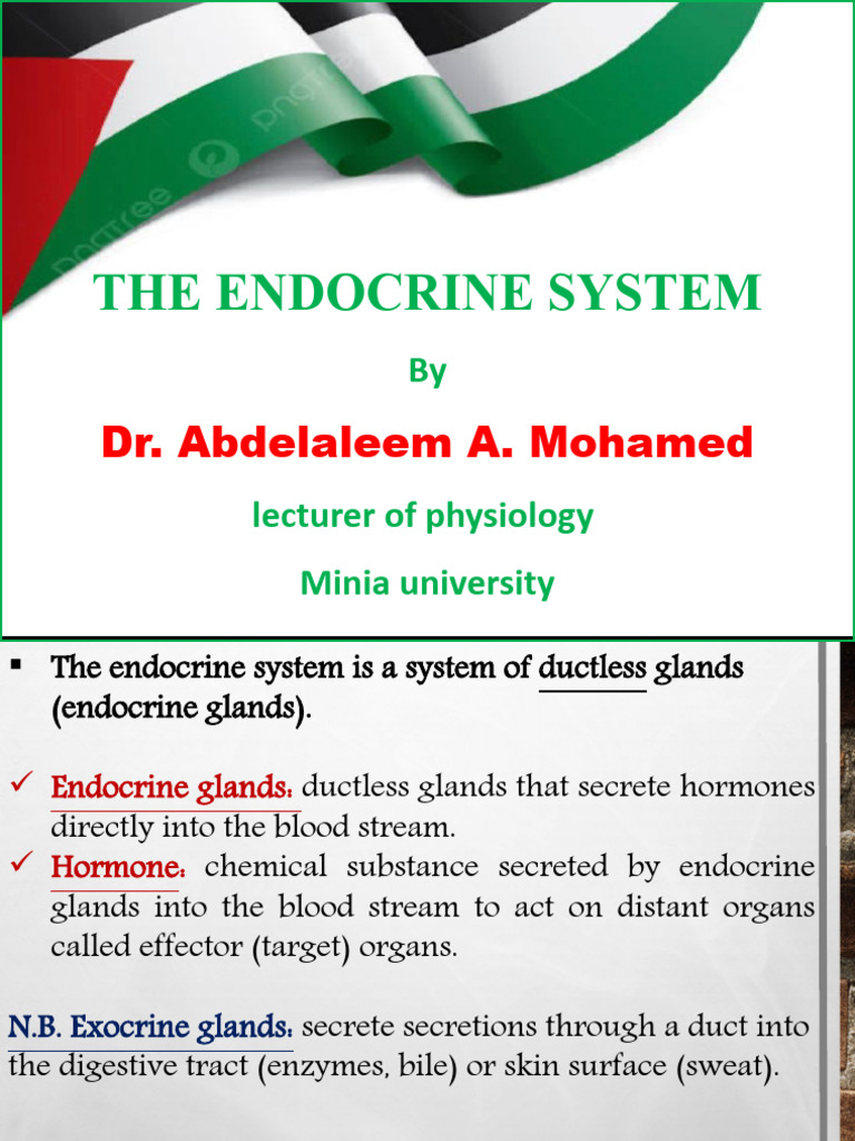Lecture 11 Endocrine System 1 Pdf Endocrine System Pituitary Gland