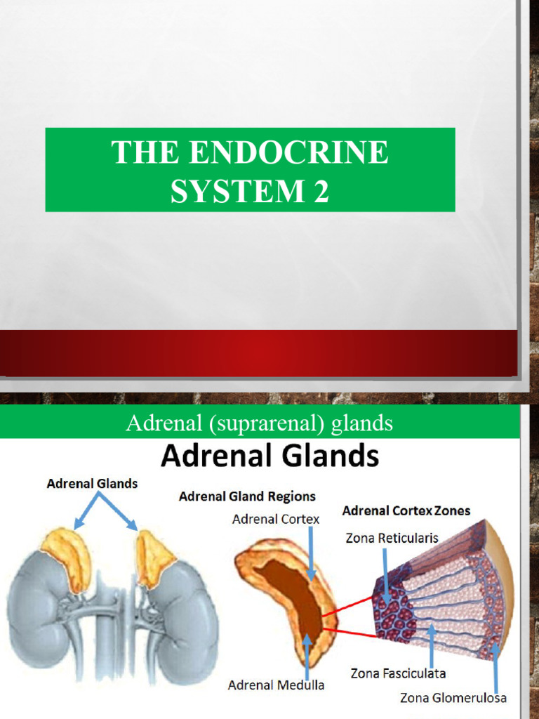 Lecture 12 Endocrine Systems 2 Pdf Adrenal Gland Diabetes