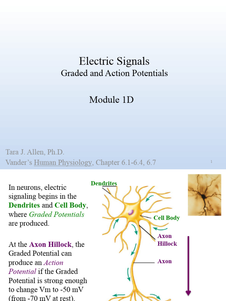Module 1D - Ch. 6 (Electric Signals) 2023 | PDF