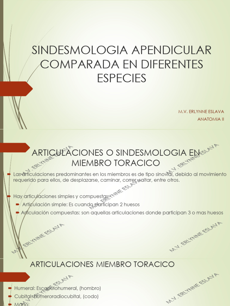 Sindesmologia Comparada Apendicular Final Anat Ii PDF | PDF | Articulación | Rodilla