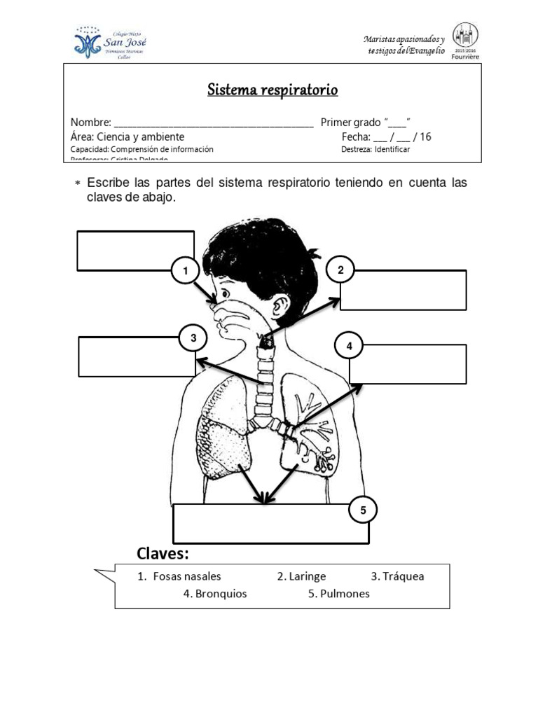 Ficha Sistema Respiratorio | PDF