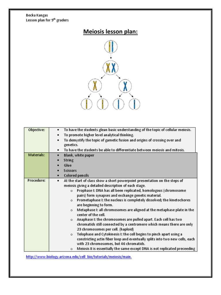 Meiosis Lesson Plan Project Ii