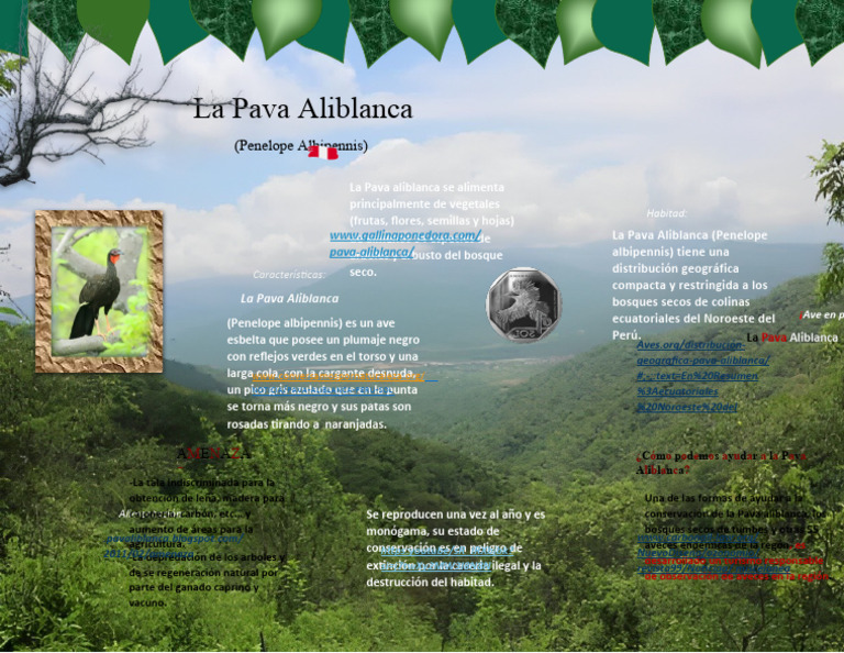 INFOGRAFIA SOBRE LA PAVA ALIBLANCA (SE DEBE TERMINAR EL 02-12-2023 ...